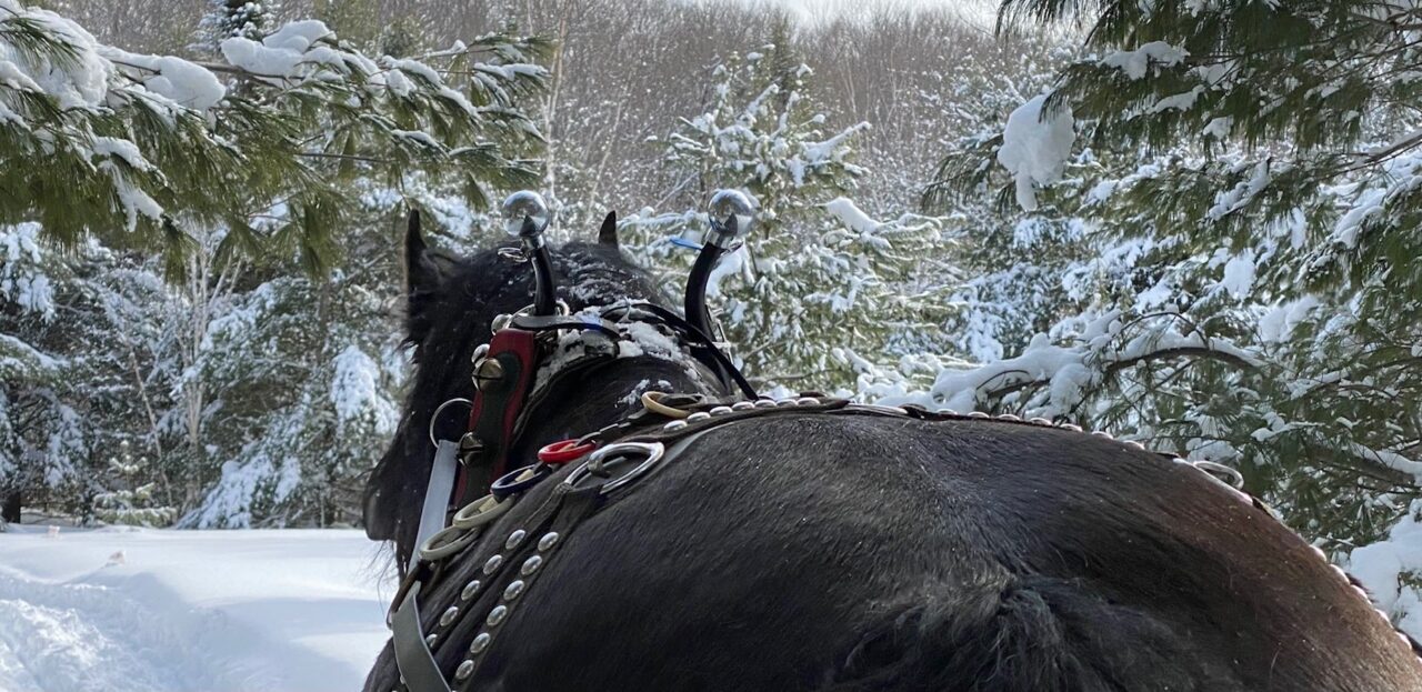 Back of Beyond Equine Centre | Muskoka, Ontario