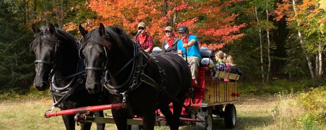 Back of Beyond Equine Centre | Muskoka, Ontario